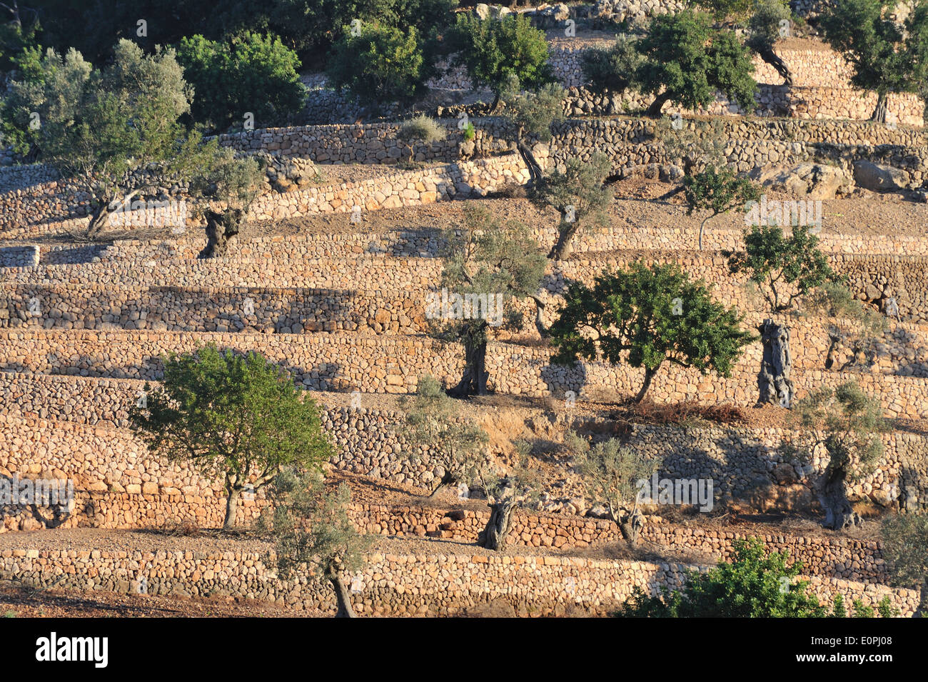 Olive terraces, Valldemossa, Majorca, Spain Stock Photo - Alamy