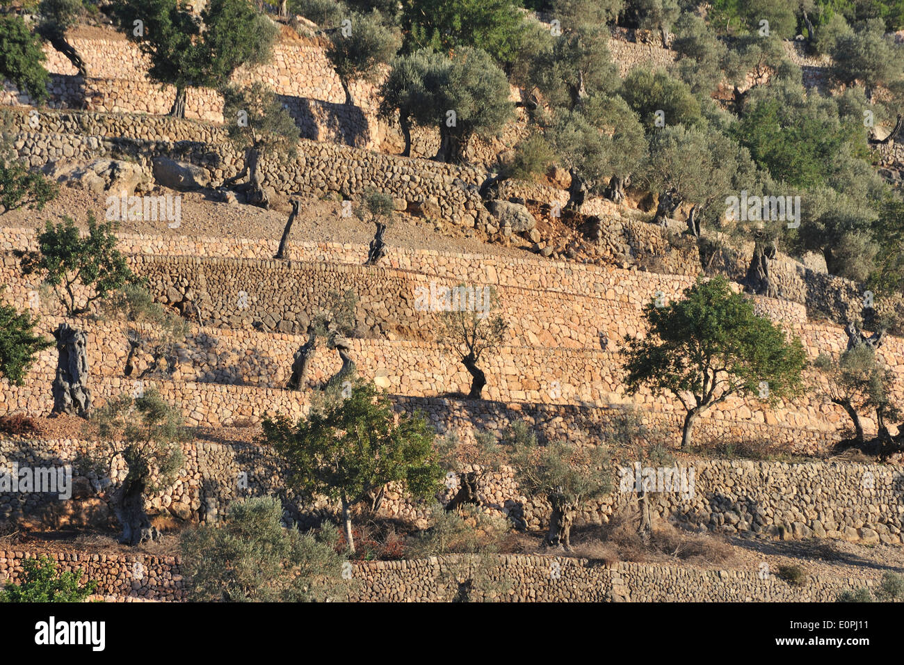 Terraces olive trees hi-res stock photography and images - Alamy