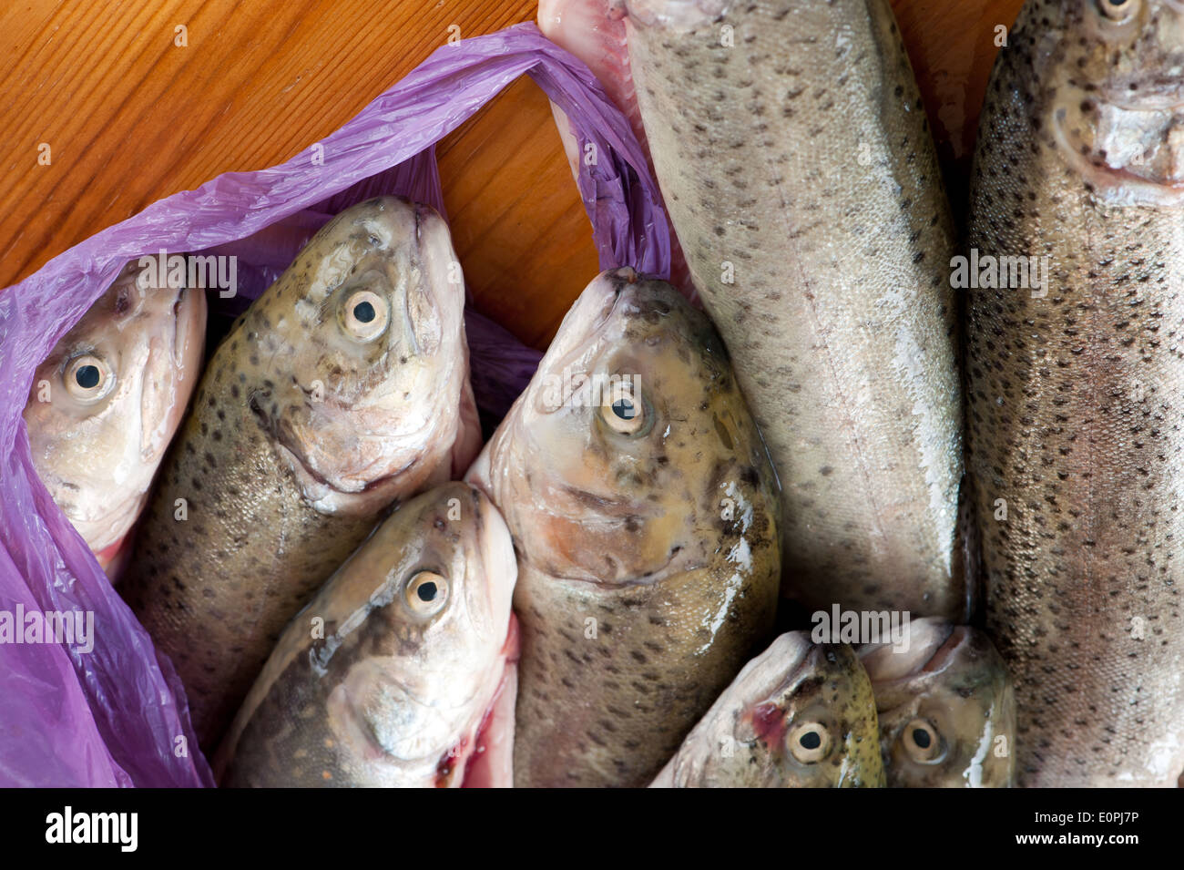 Raw fresh whole fish hi-res stock photography and images - Alamy