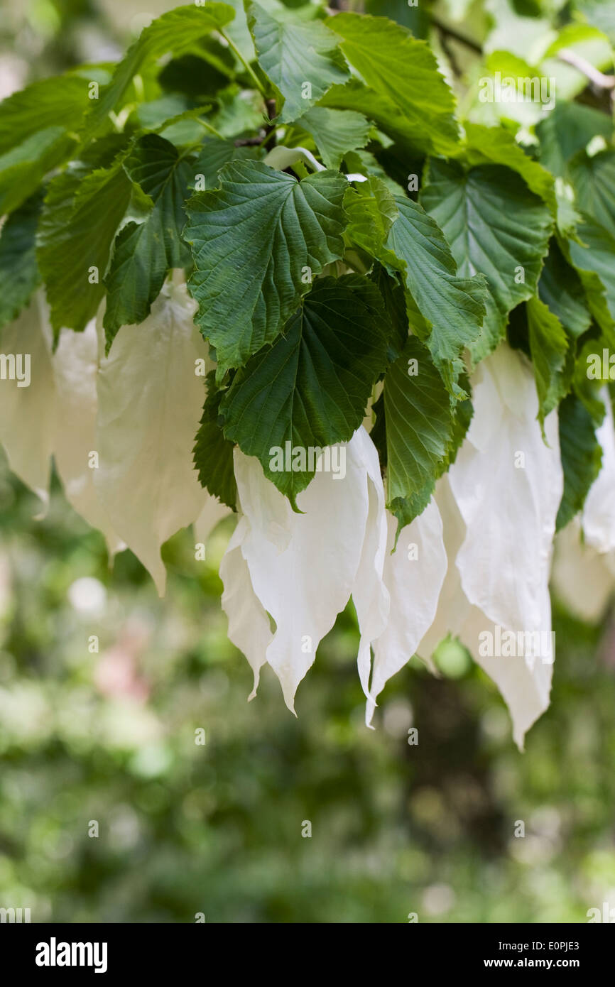 Pocket handkerchief tree hi-res stock photography and images - Alamy