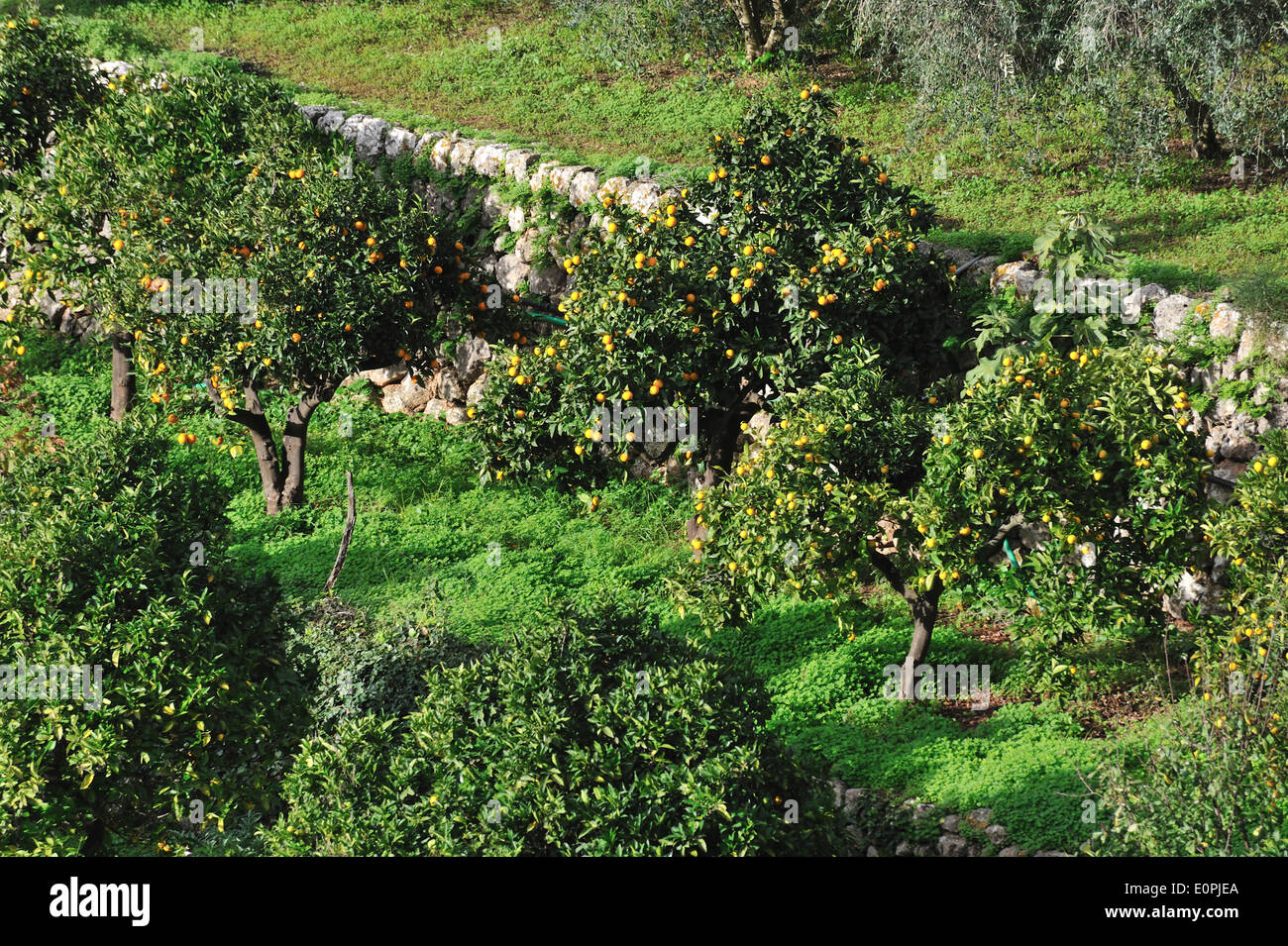 Orange trees mallorca hi-res stock photography and images - Alamy