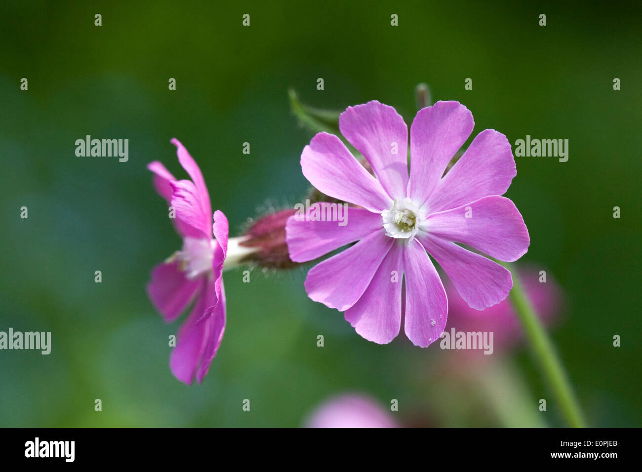 Pink campion flower hi-res stock photography and images - Alamy