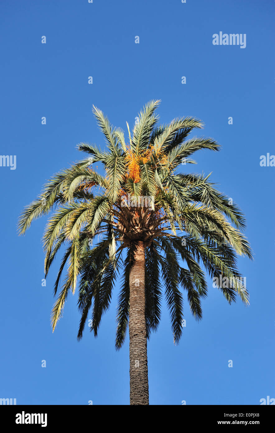Palm tree, Deia, Majorca, Spain Stock Photo - Alamy