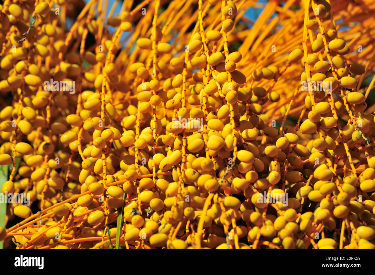 Date palm close up, Majorca Stock Photo - Alamy