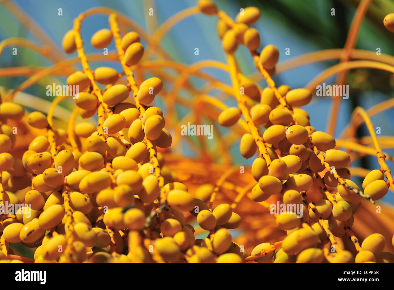 Date palm close up, Majorca Stock Photo - Alamy