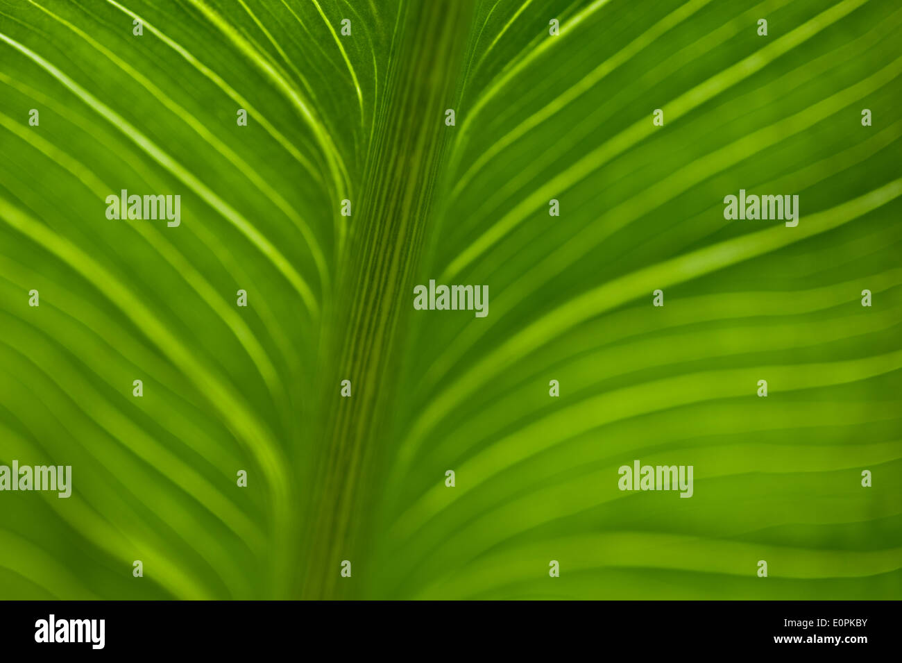 Stem patterns hi-res stock photography and images - Alamy