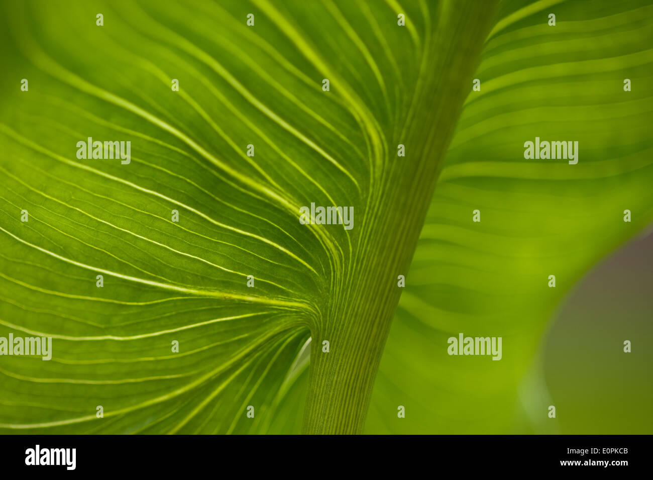 Calla Lily stem close up abstract patterns Stock Photo - Alamy