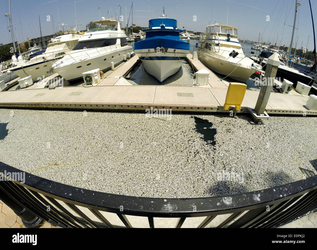 Marina Del Rey, California, USA. 18th May, 2014. Thousands of dead fish ...