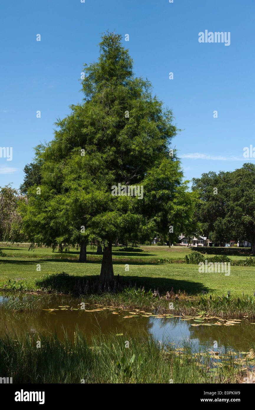 Cypress tree at the edge of a creek in Central Florida USA Stock Photo ...