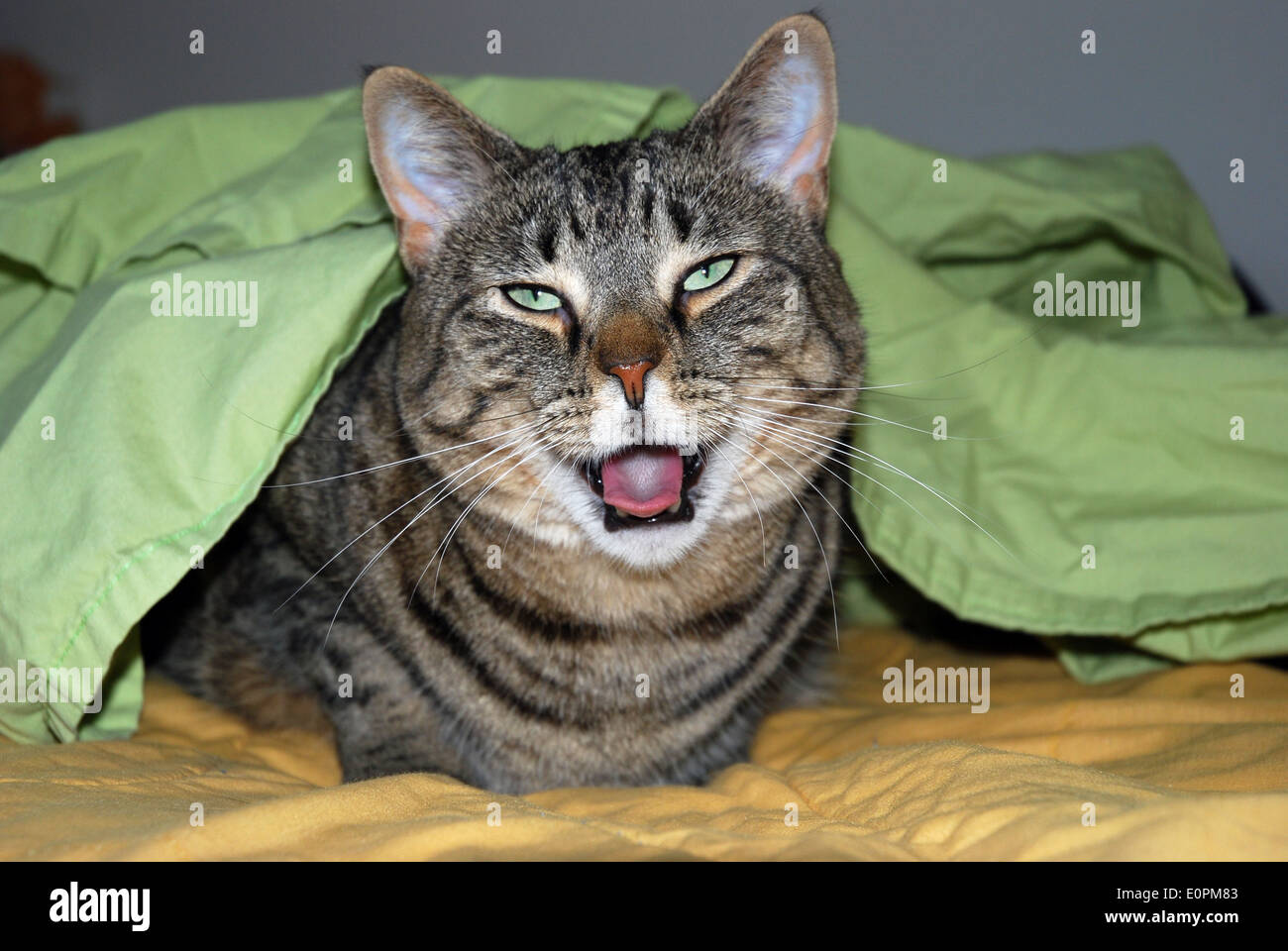 Sleepy tabby with green eyes cat half yawning on bed on green sheet ...