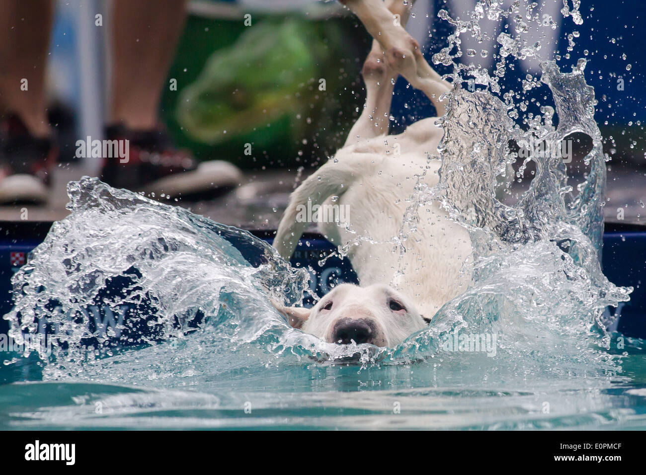 Budapest. 18th May, 2014. A dog jumps into the water during a dog ...
