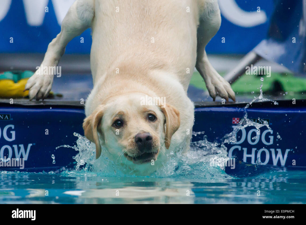 Budapest. 18th May, 2014. A dog jumps into the water during a dog ...