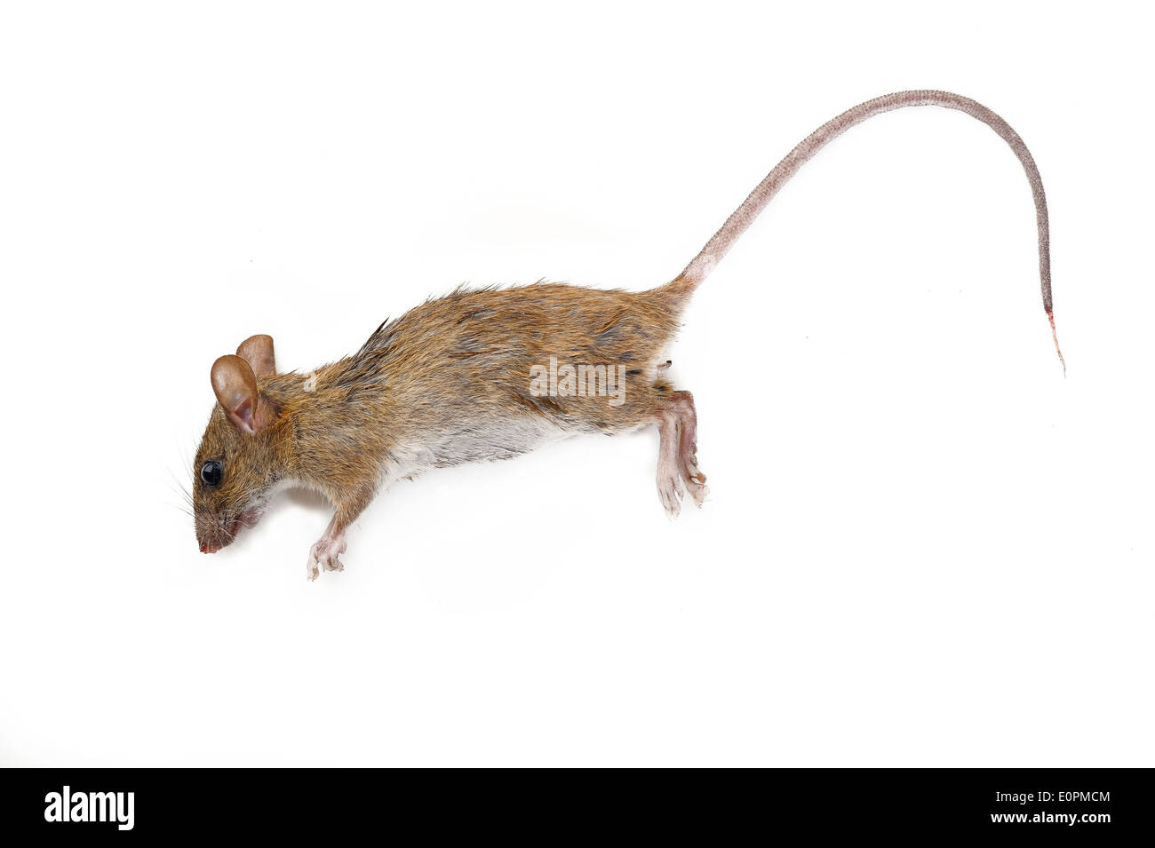 dead rat on white background Stock Photo - Alamy