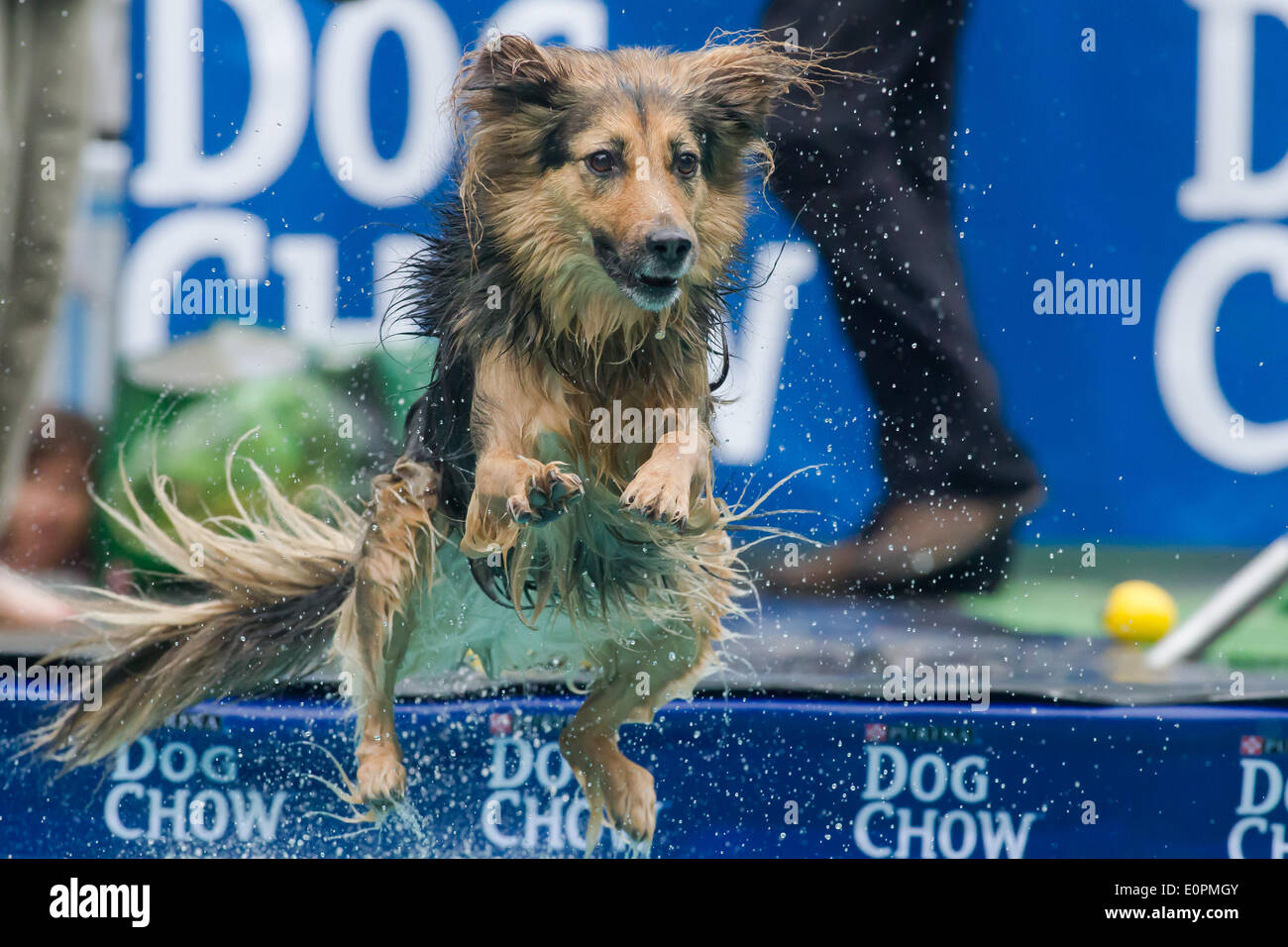 Budapest. 18th May, 2014. A dog jumps into the water during a dog ...