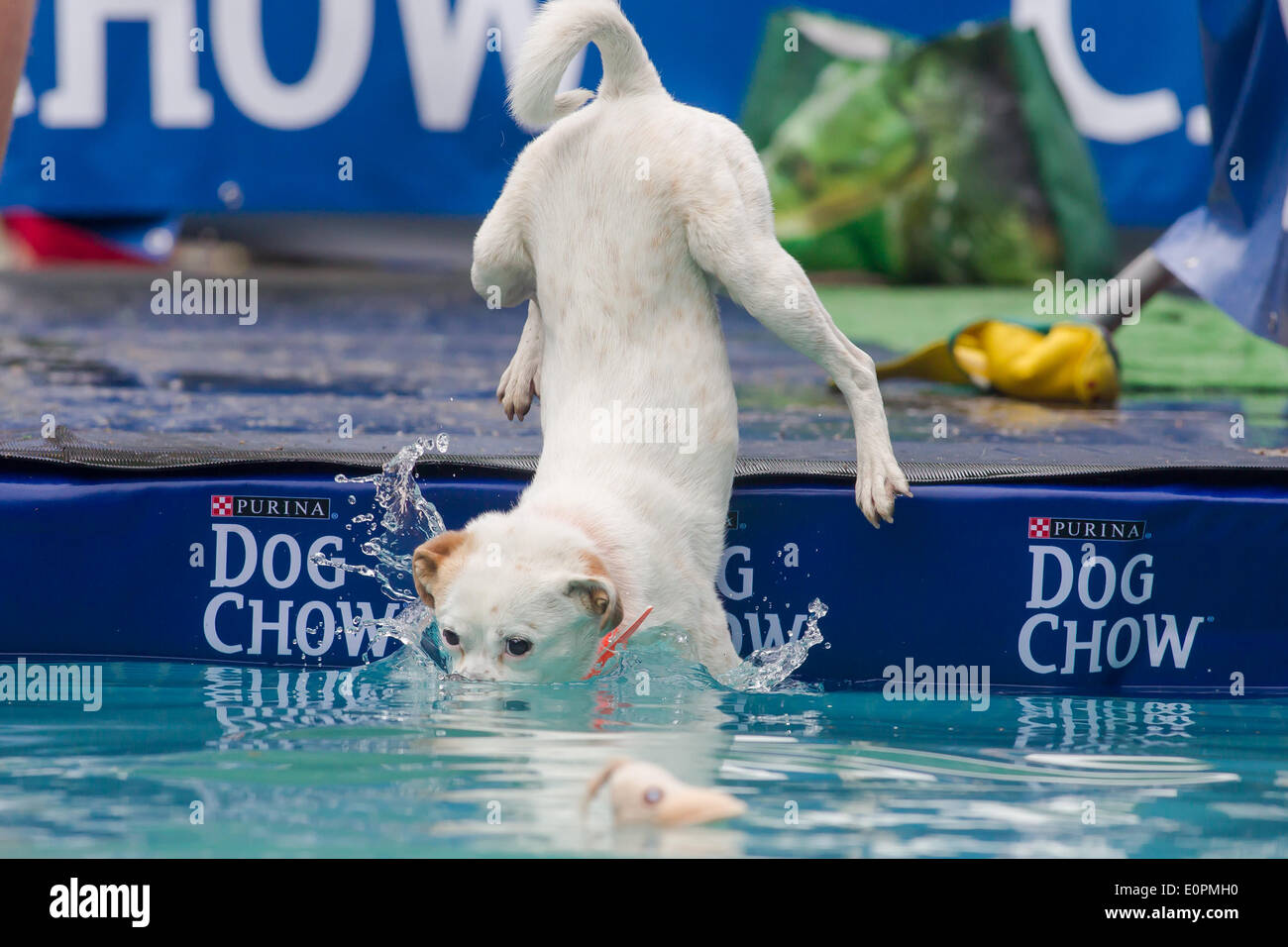 Budapest. 18th May, 2014. A dog jumps into the water during a dog ...