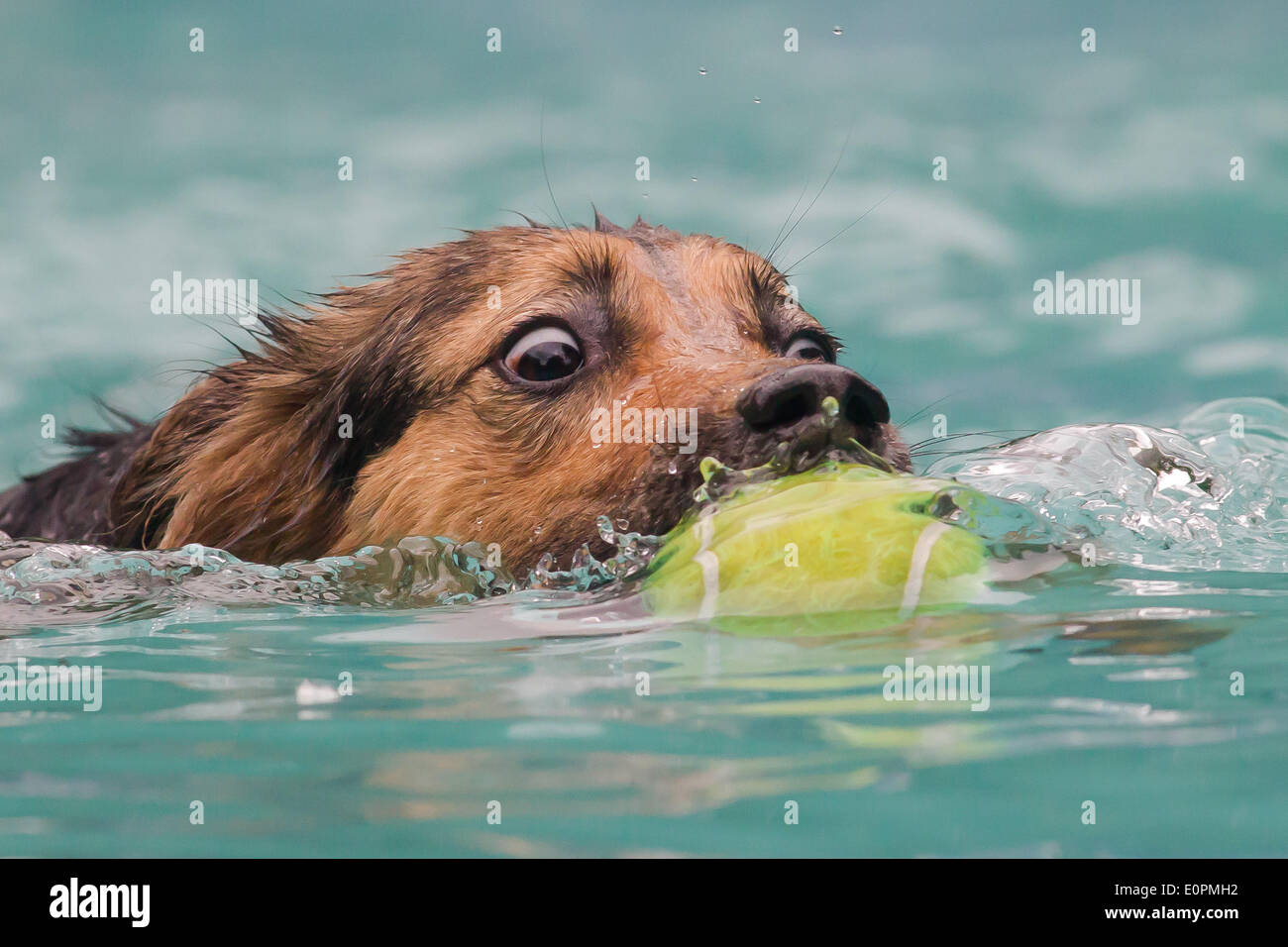 Budapest. 18th May, 2014. A dog participates in a dog diving ...