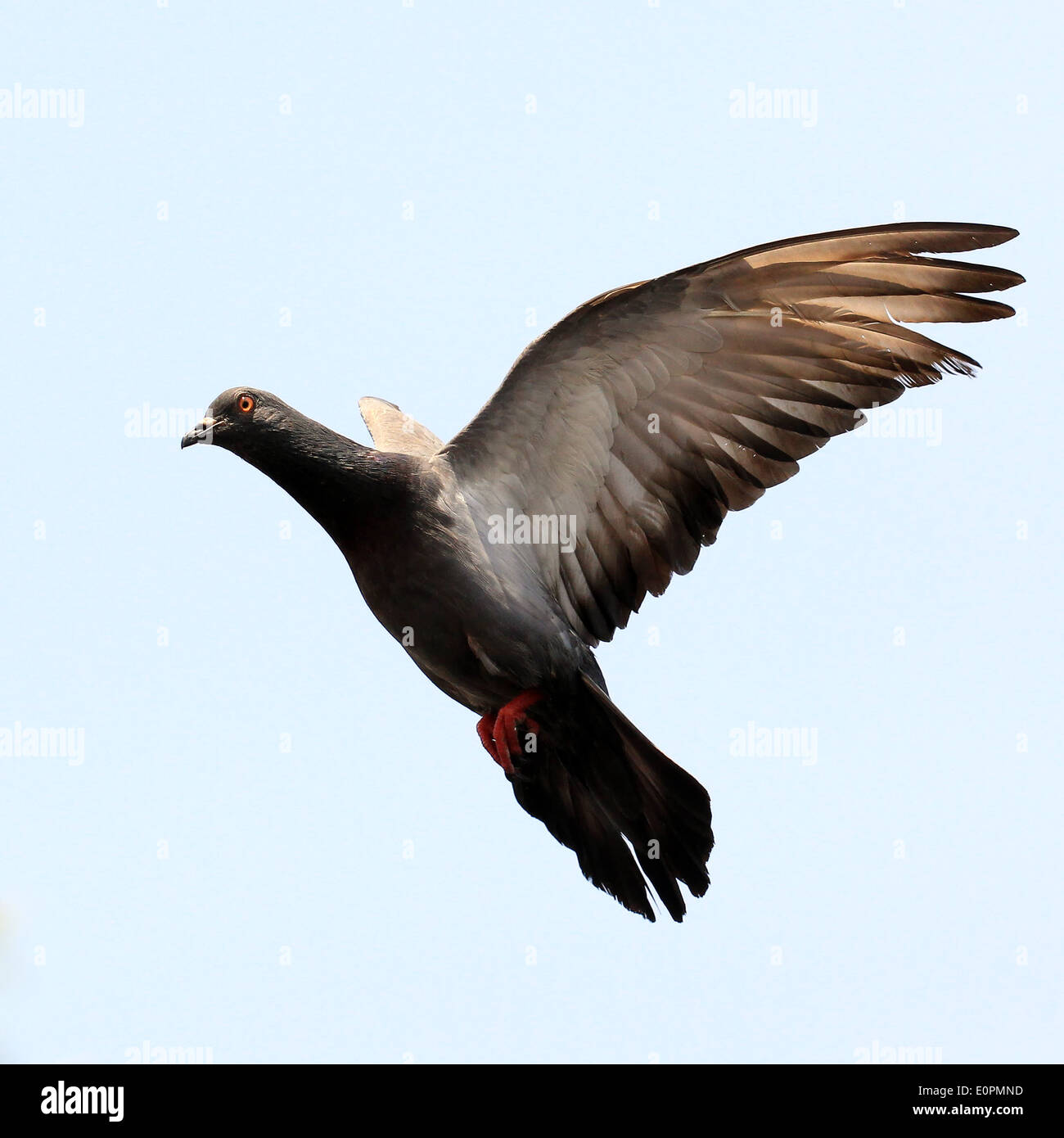 Flying dove against beautiful sky hi-res stock photography and images ...