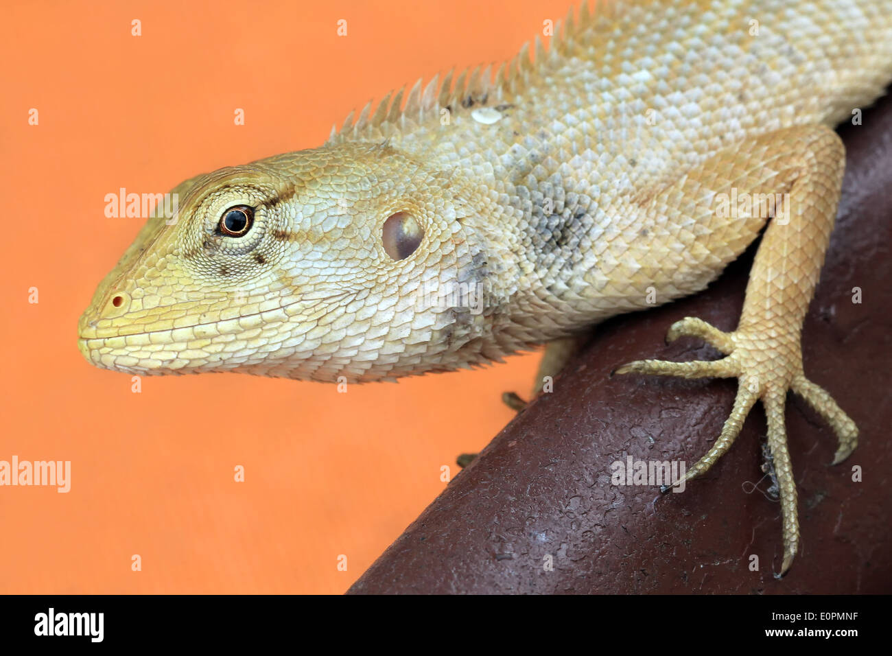 Wing lizard hi-res stock photography and images - Alamy