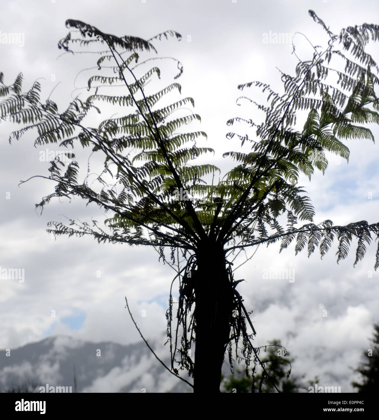 Alsophila hi-res stock photography and images - Alamy