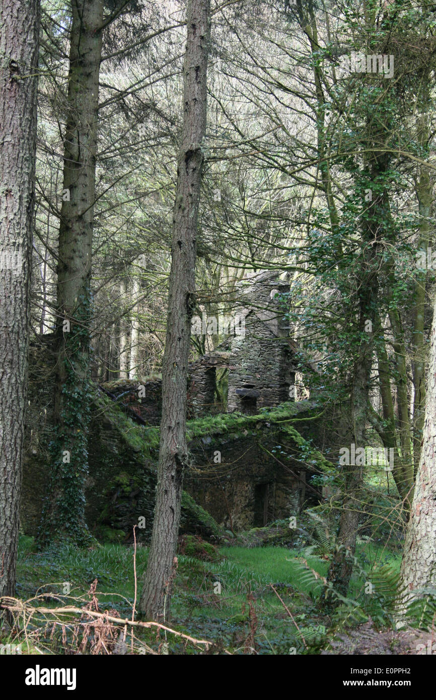 Isle of Man Forest Stock Photo - Alamy