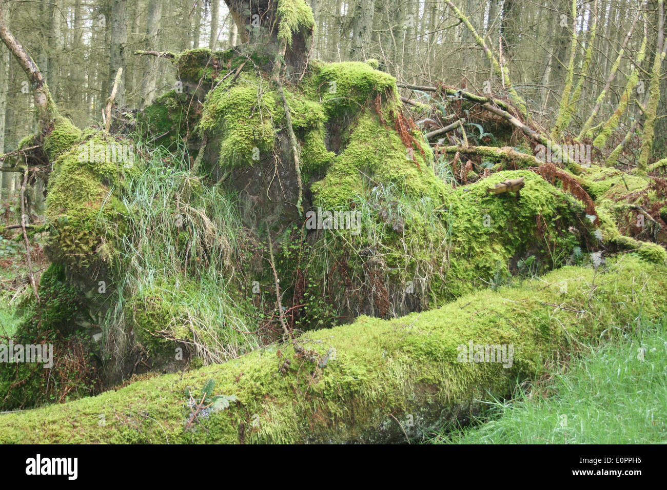 Isle of Man Forest Stock Photo - Alamy