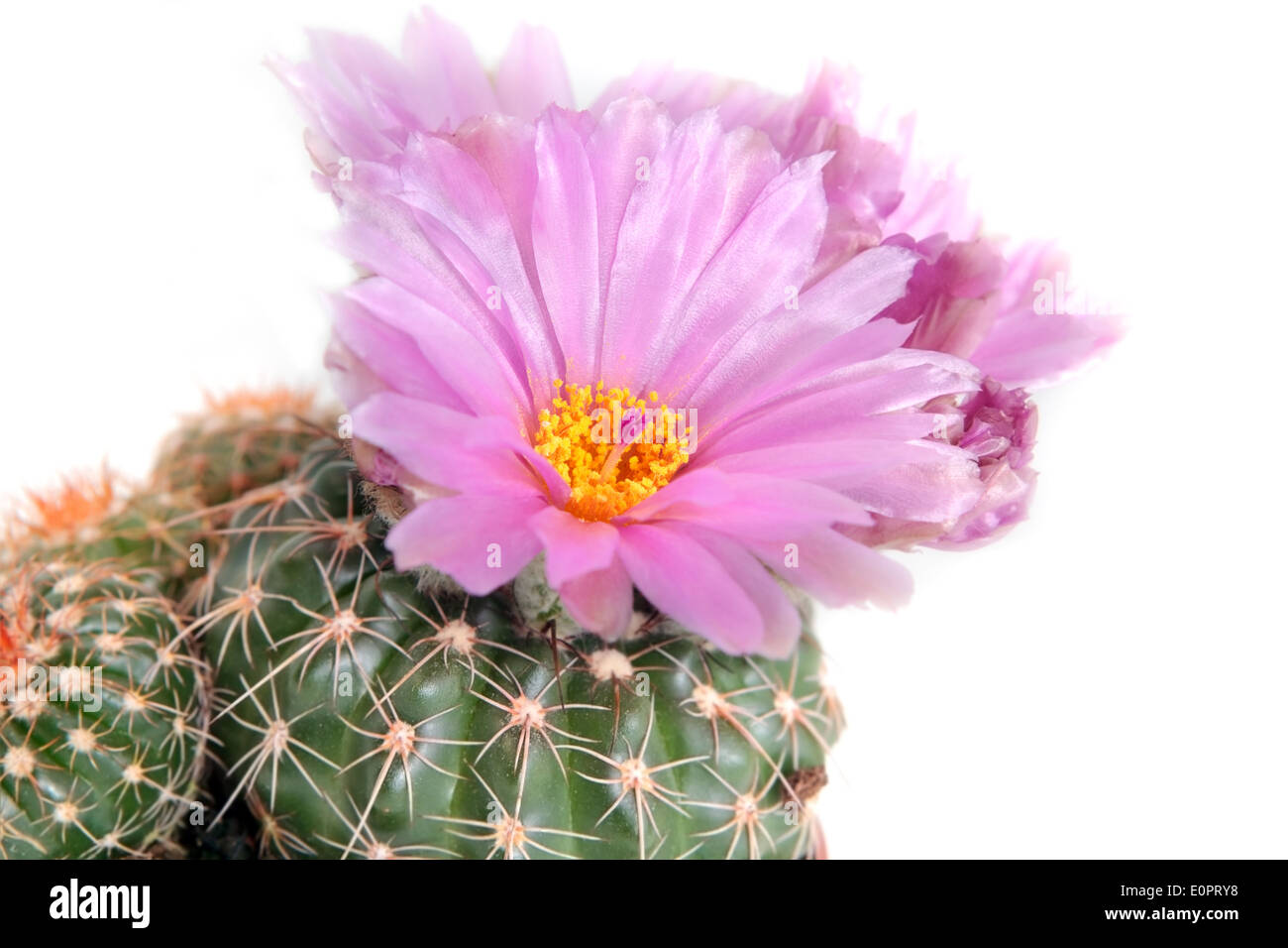 pink cactus flower close up over white background Stock Photo - Alamy