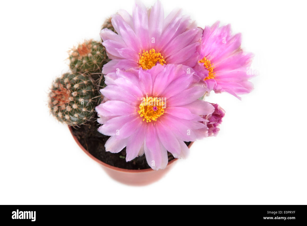 pink cactus flowers over white background close up Stock Photo - Alamy