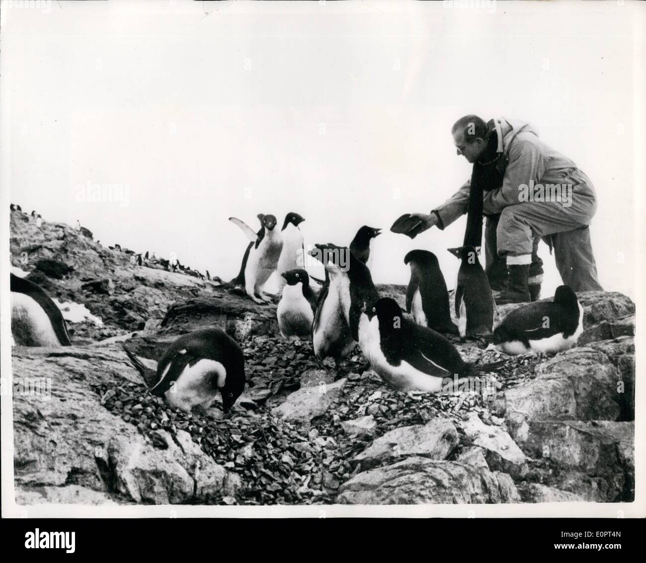 Adelaide penguin hi-res stock photography and images - Alamy