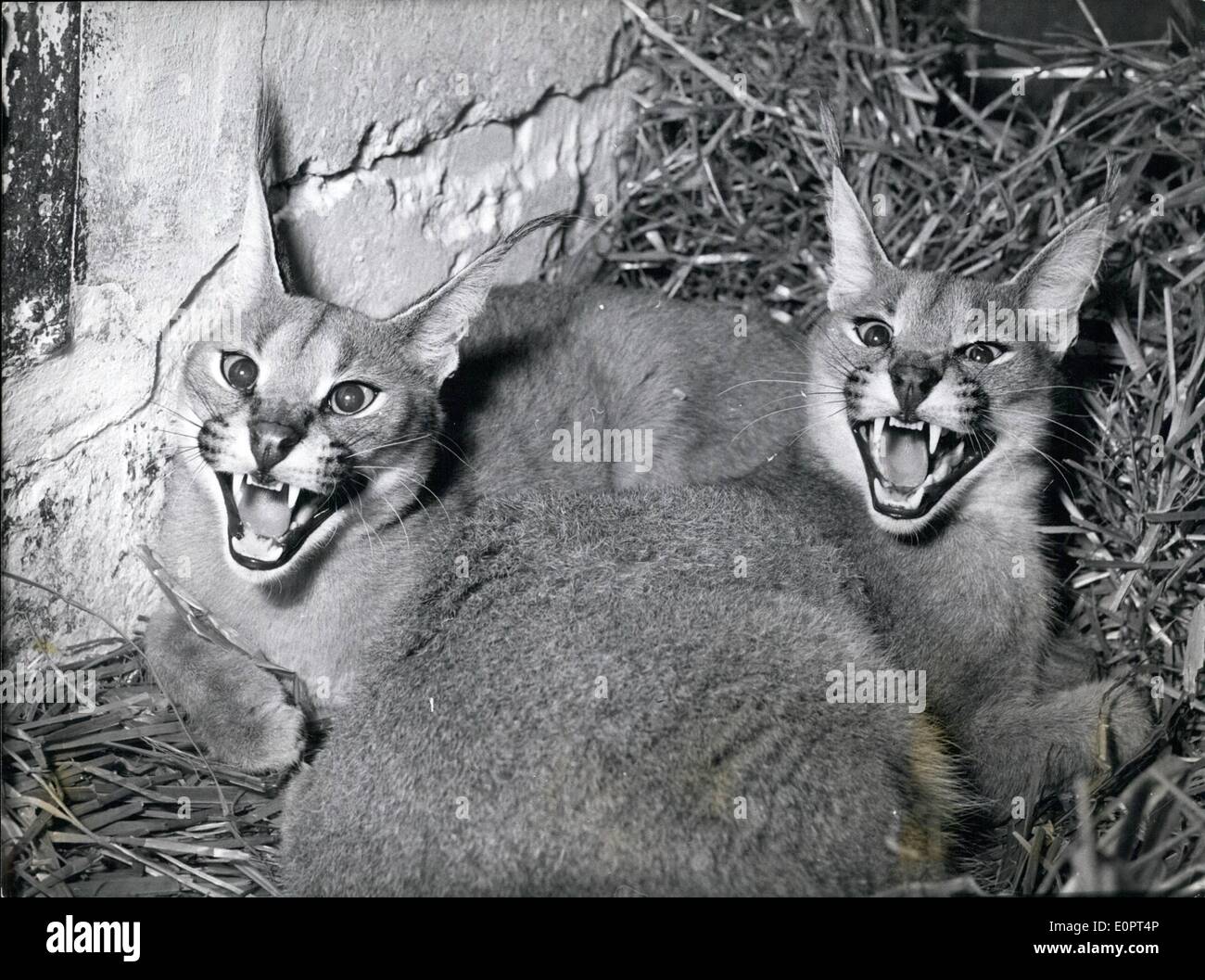 Black white couple africa hi-res stock photography and images - Alamy