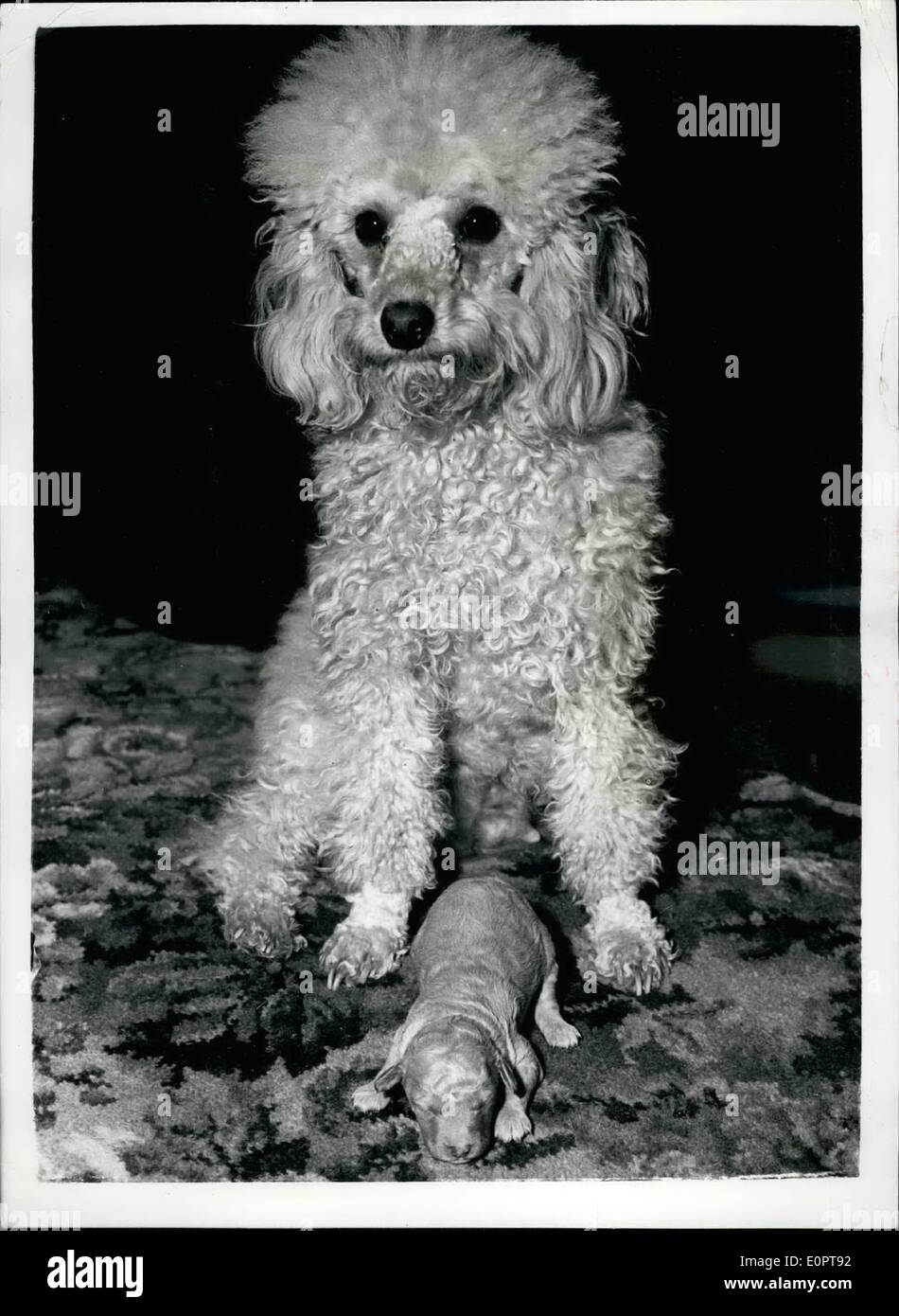 Dec. 12, 1956 - Poodle puppy christmas present for Soviet Danoer ...