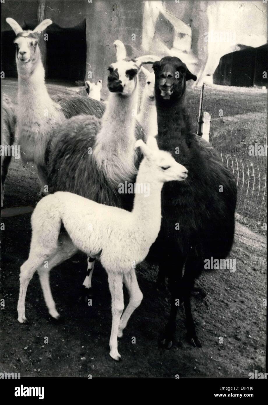 Dec. 18, 1956 - Two young lamas for Paris zoo photo shows one of the ...