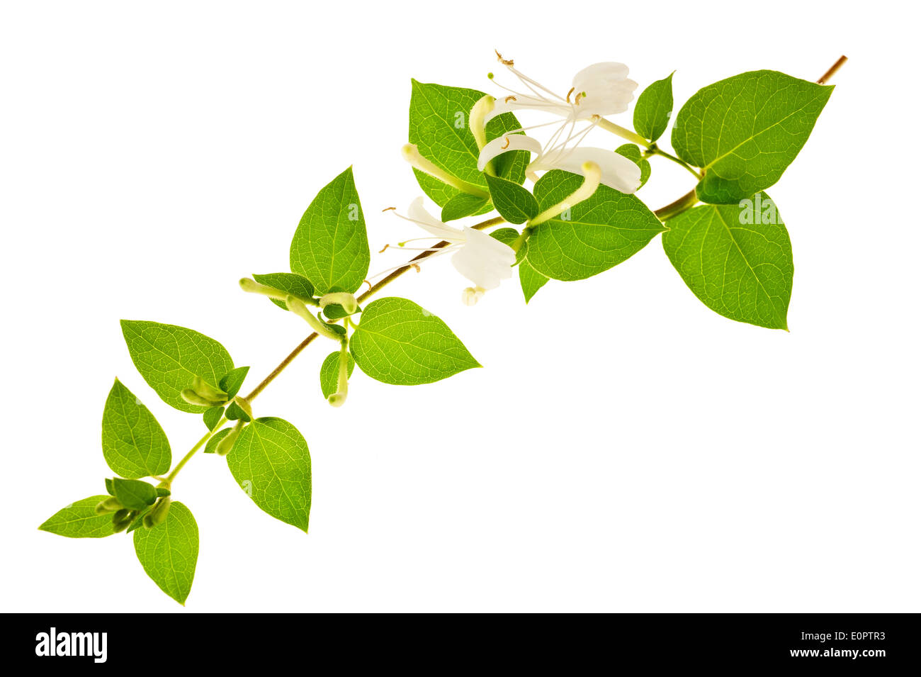 honeysuckle Sprig with white flowers and green leaves isolated on white ...
