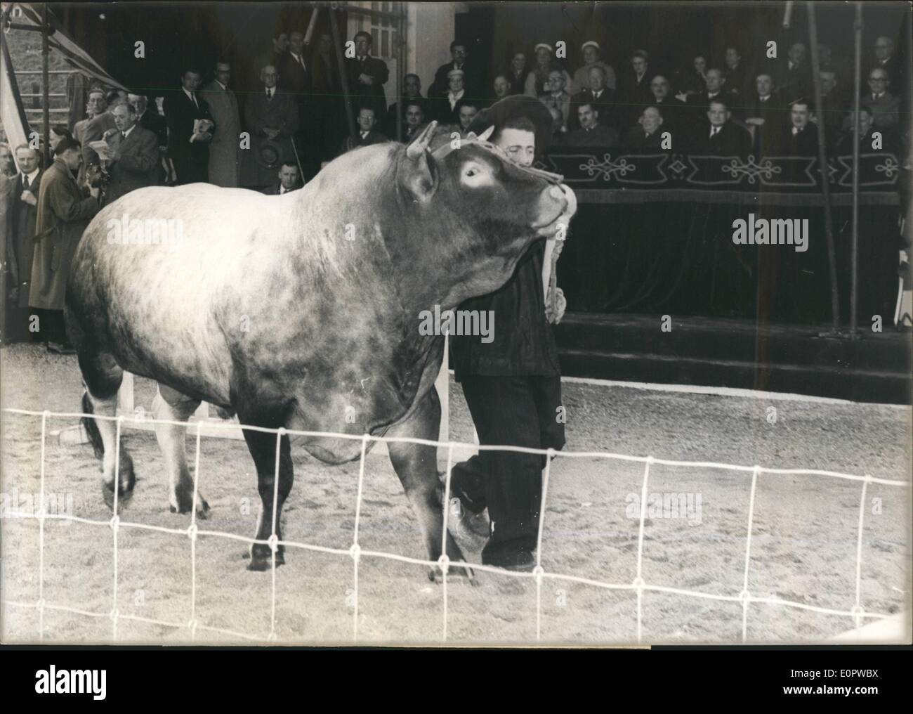 Mar. 03, 1957 - President Coty visits agricultural Show: Prized animals ...