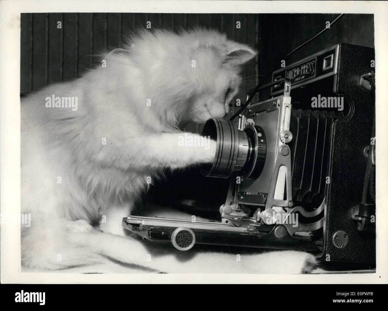 Dicky hi-res stock photography and images - Alamy