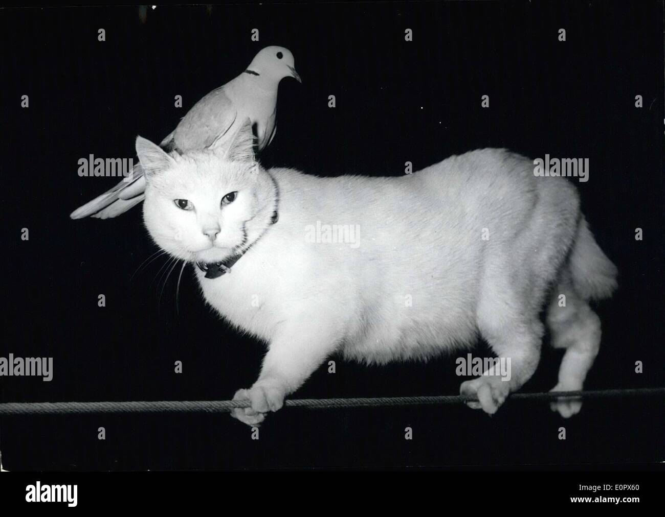 Apr. 04, 1957 - A White Cat Doing a Tight Rope Stunt with a Dove on its ...
