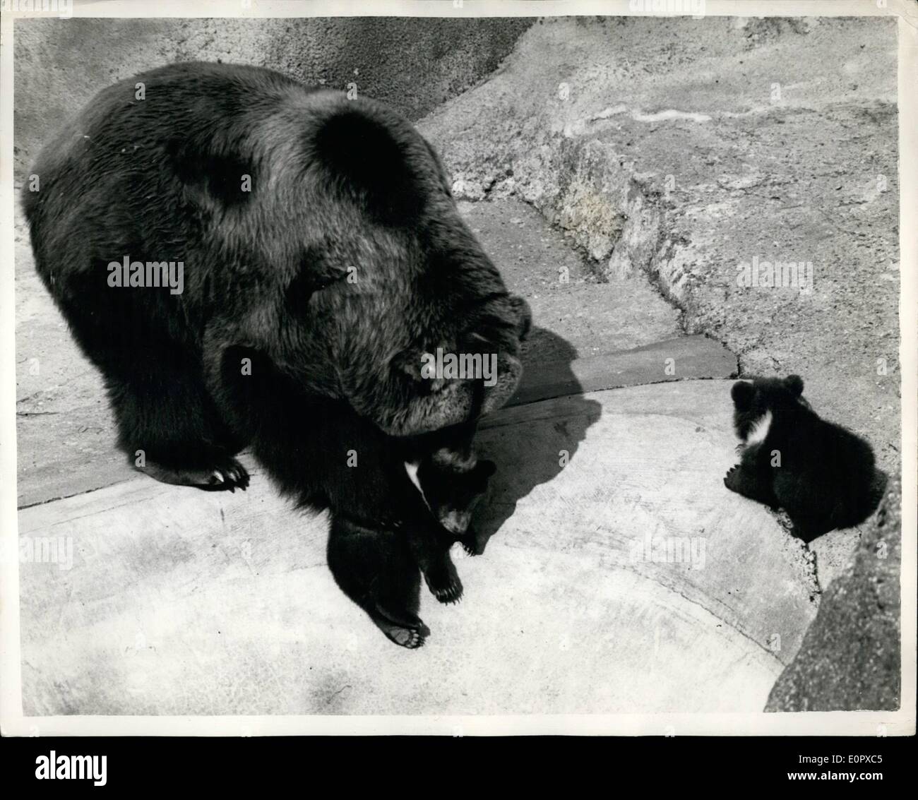 Apr. 04, 1957 - Twin bear cubs at Whipsnade zoo; The twin bear cubs ...