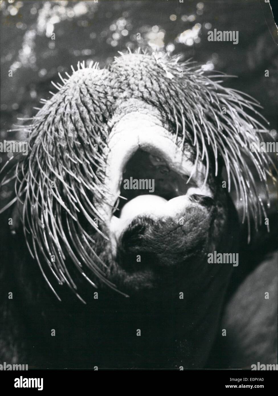 May 05, 1957 - This is not a cactus. and not a carnivorous plant - but ...