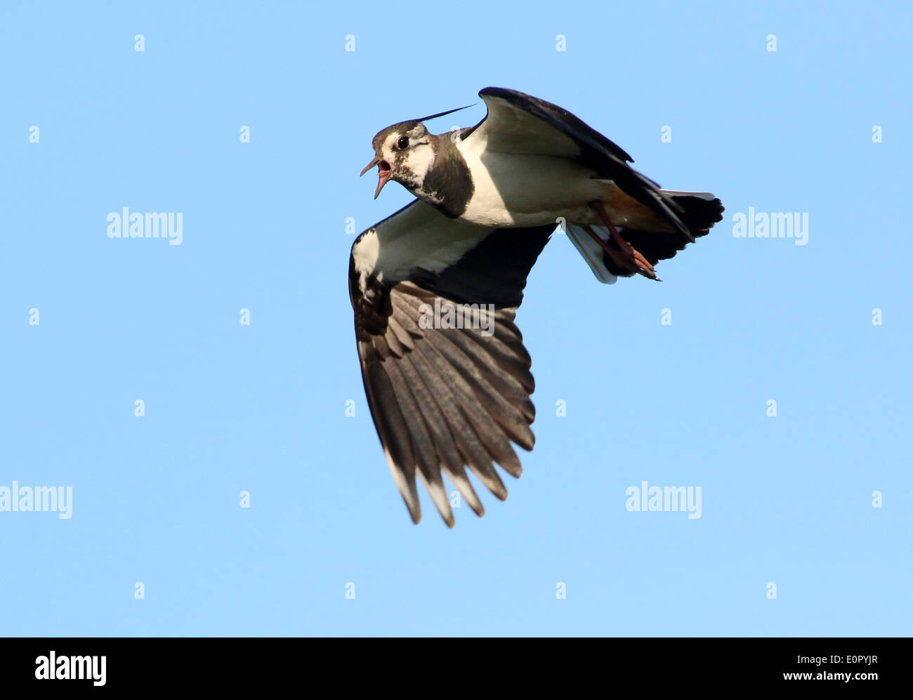 Lapwing alarm call hi-res stock photography and images - Alamy