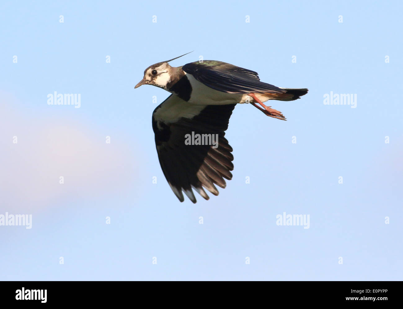 Lapwing flight uk hi-res stock photography and images - Alamy