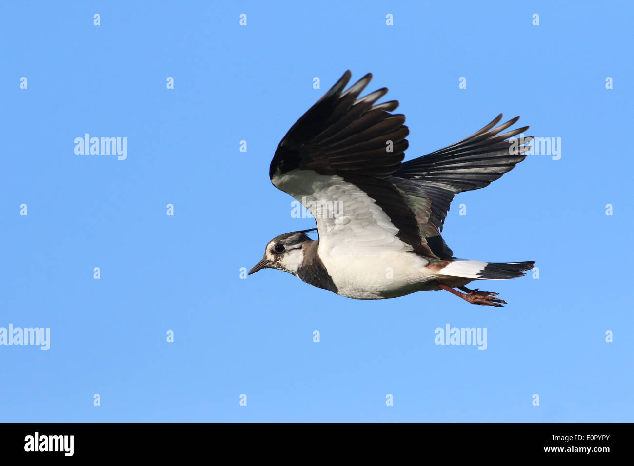 Lapwing flying hi-res stock photography and images - Alamy