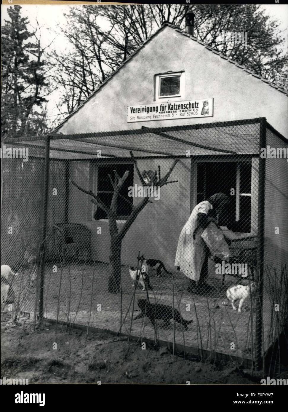 May 07, 1957 - Photo shows Germany's first ''professional'' cat-mother ...