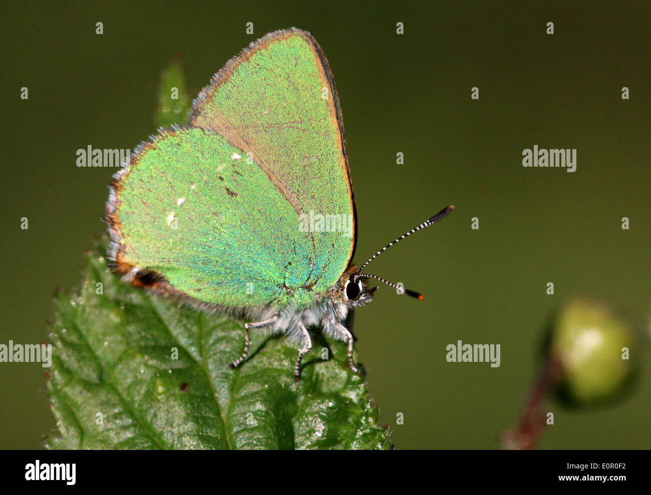 Green Hairstreak (Callophrys rubi) butterfly posing on a leaf Stock ...