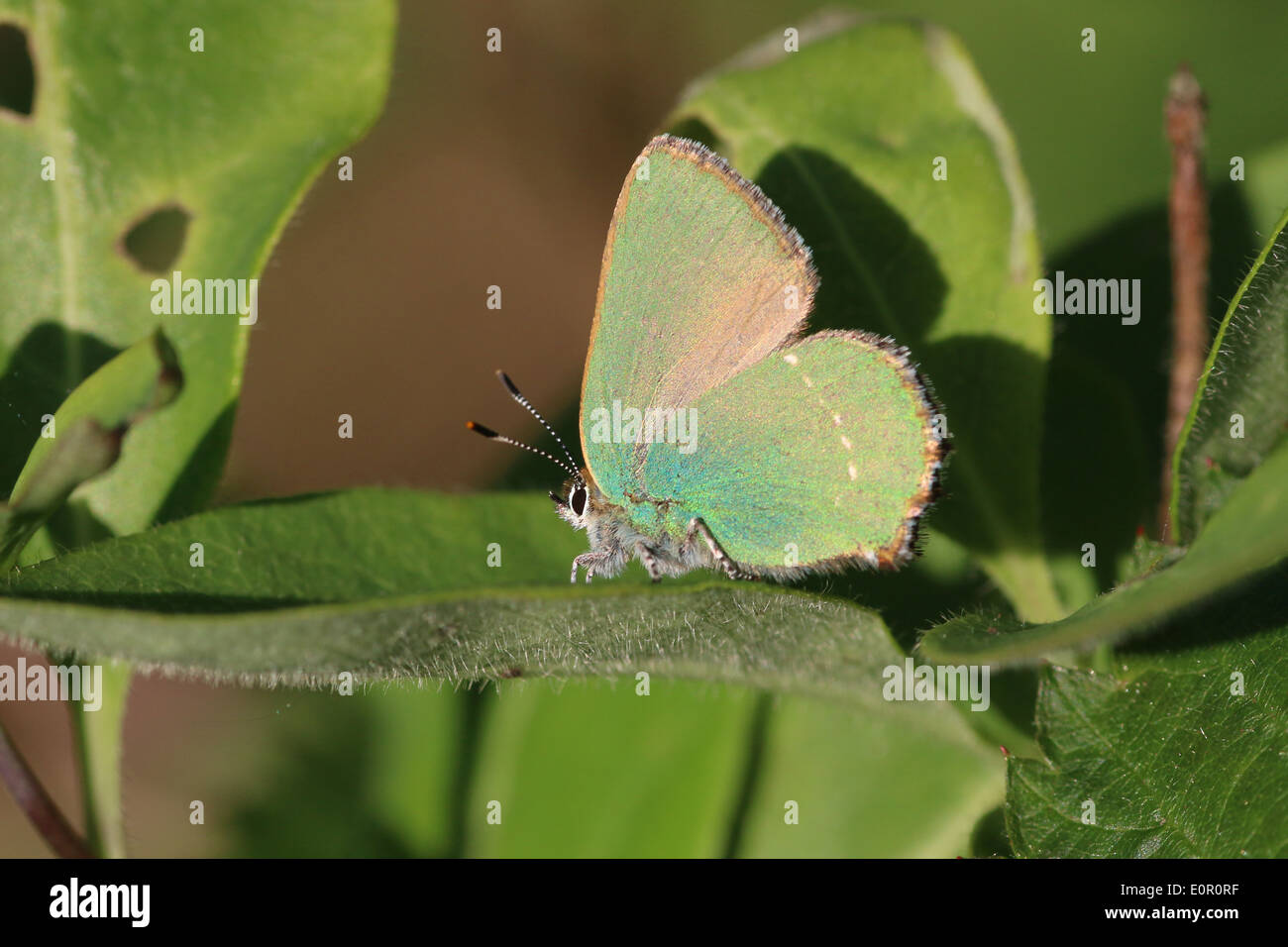 Green Hairstreak (Callophrys rubi) butterfly Stock Photo - Alamy