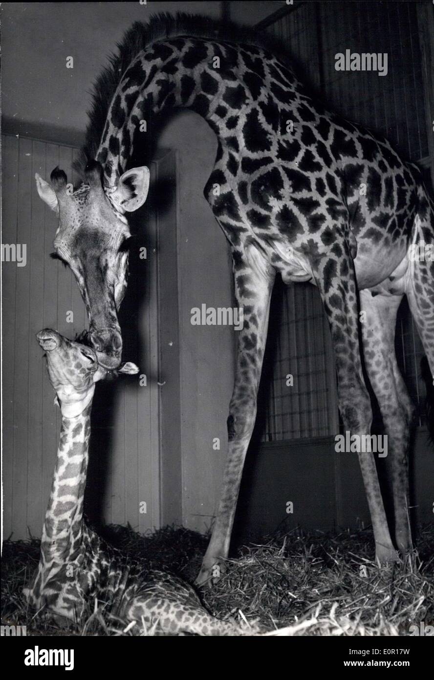 Sep. 10, 1957 - Giraffe offspring : in the zoo of Frankfort. When the ...