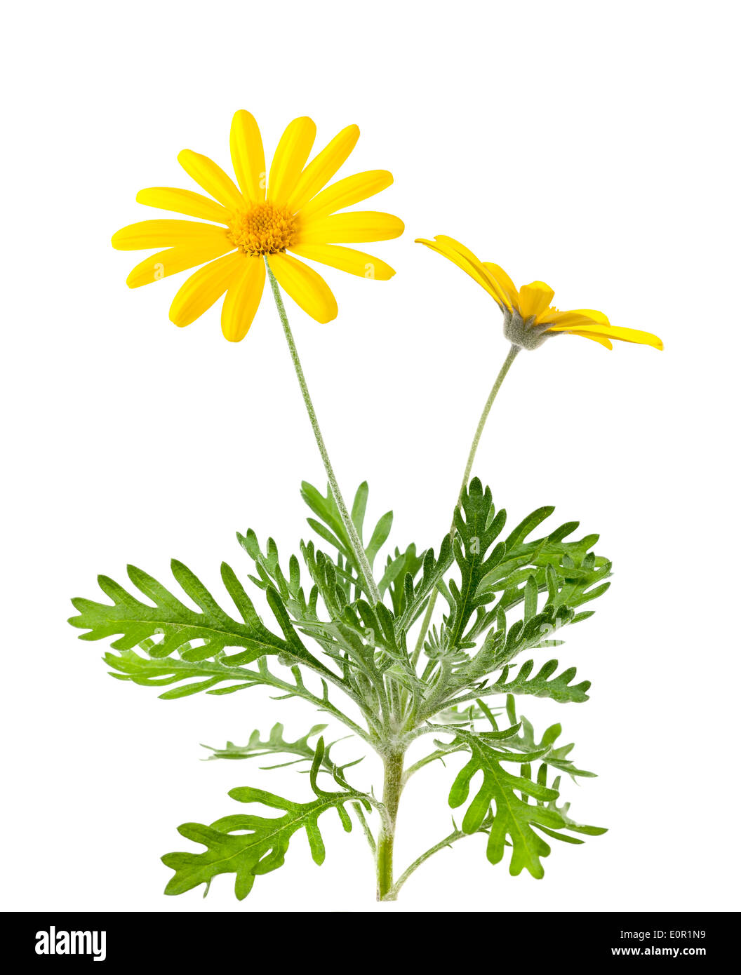 Yellow daisies flowers isolated on white background Stock Photo - Alamy