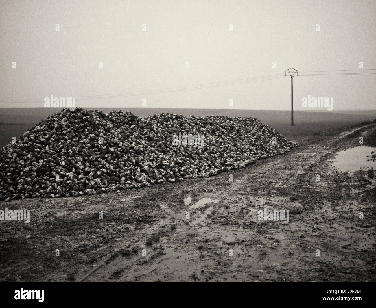 Many Allied troops were lost breaking the Hindenburg Line, last ...