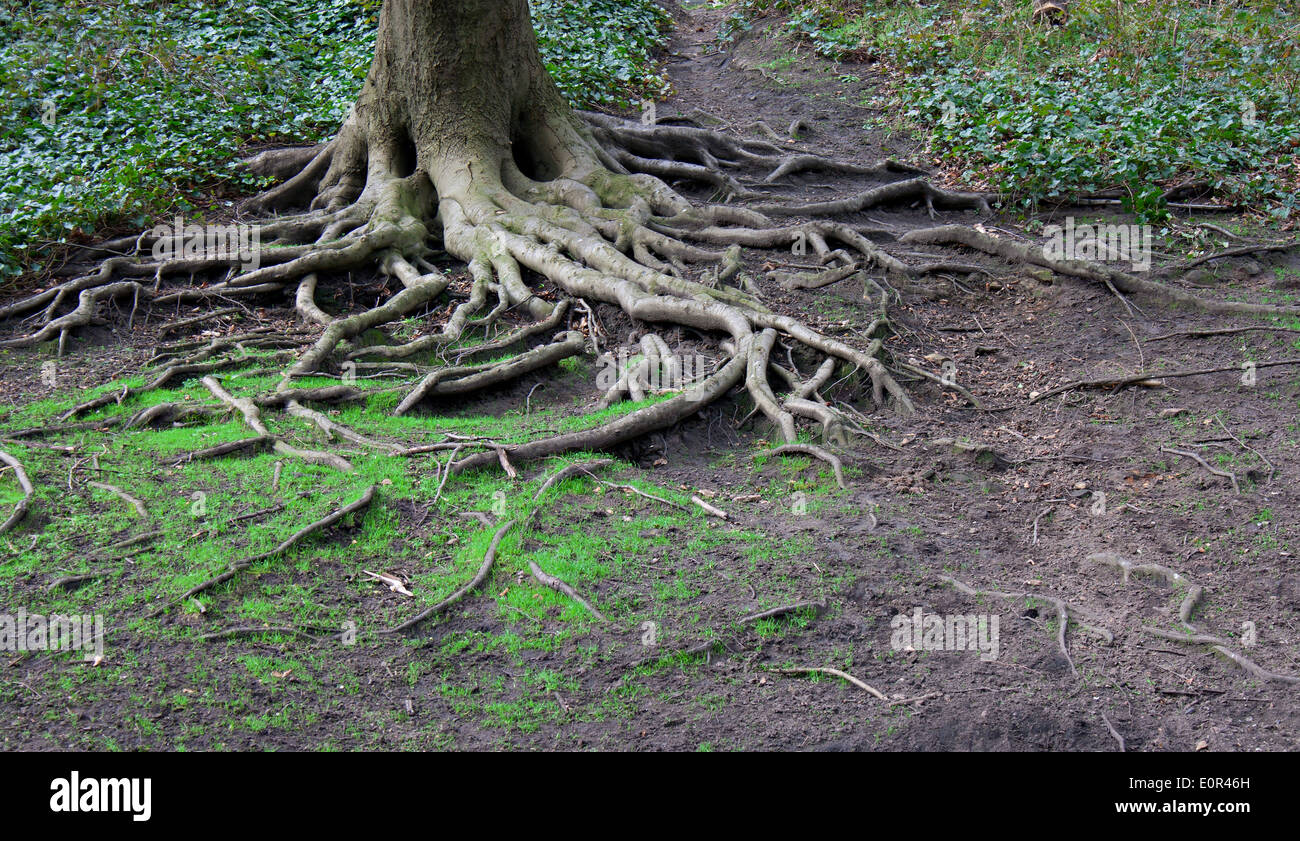 Twisted roots of very old tree Stock Photo - Alamy