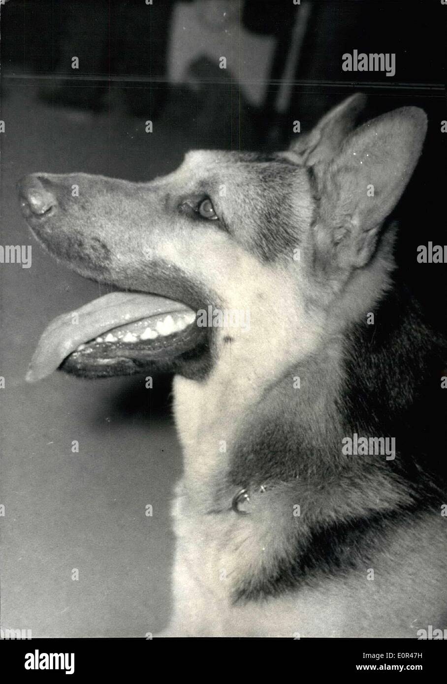 Historical police dog hi-res stock photography and images - Alamy