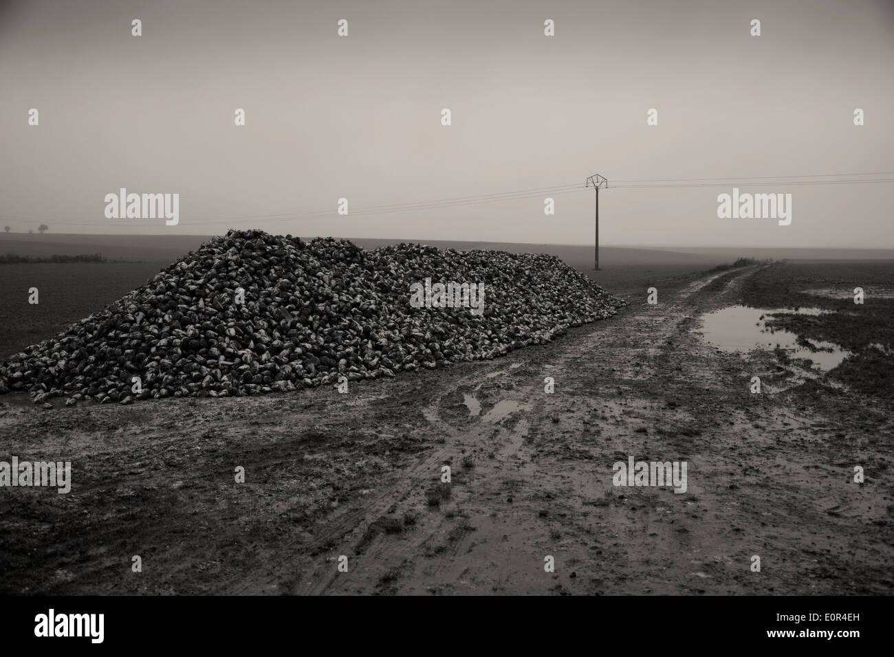 Breaking the hindenburg line 1918 hi-res stock photography and images ...