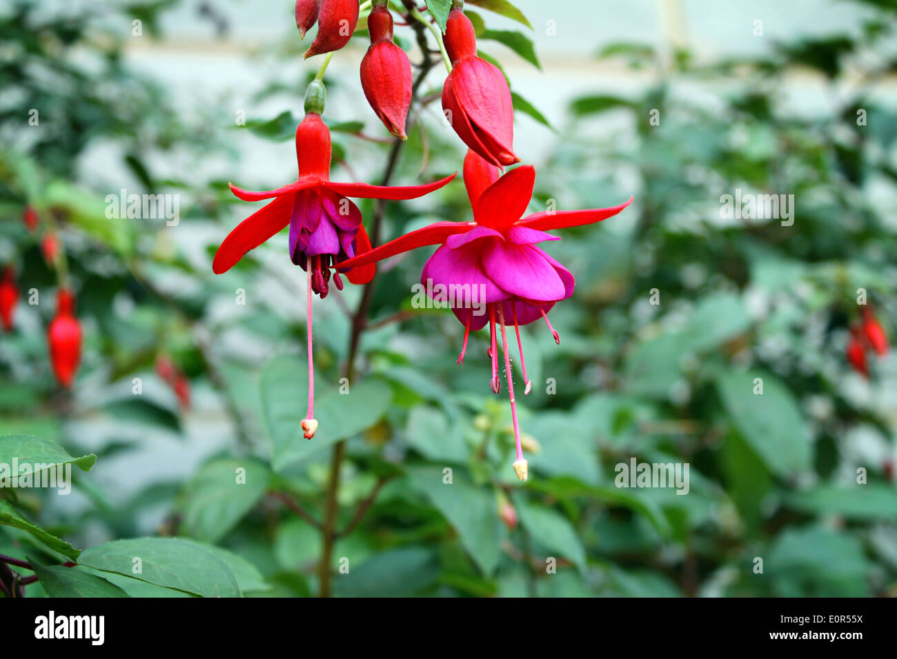 Fuschias and garden hi-res stock photography and images - Alamy